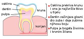 Anatomska i histološka građa zuba / Parodontna bolest / Centri A-Z ...